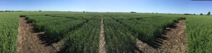 Winter Wheat - Field Tips Nebraska
